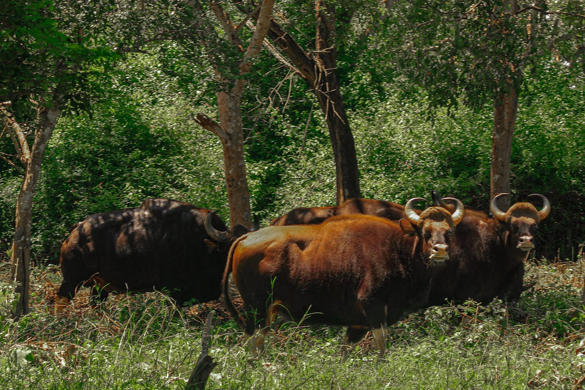 Bard, The Bison. A tale of Man and the Jungle…by the… | by A.P. Kumar ...