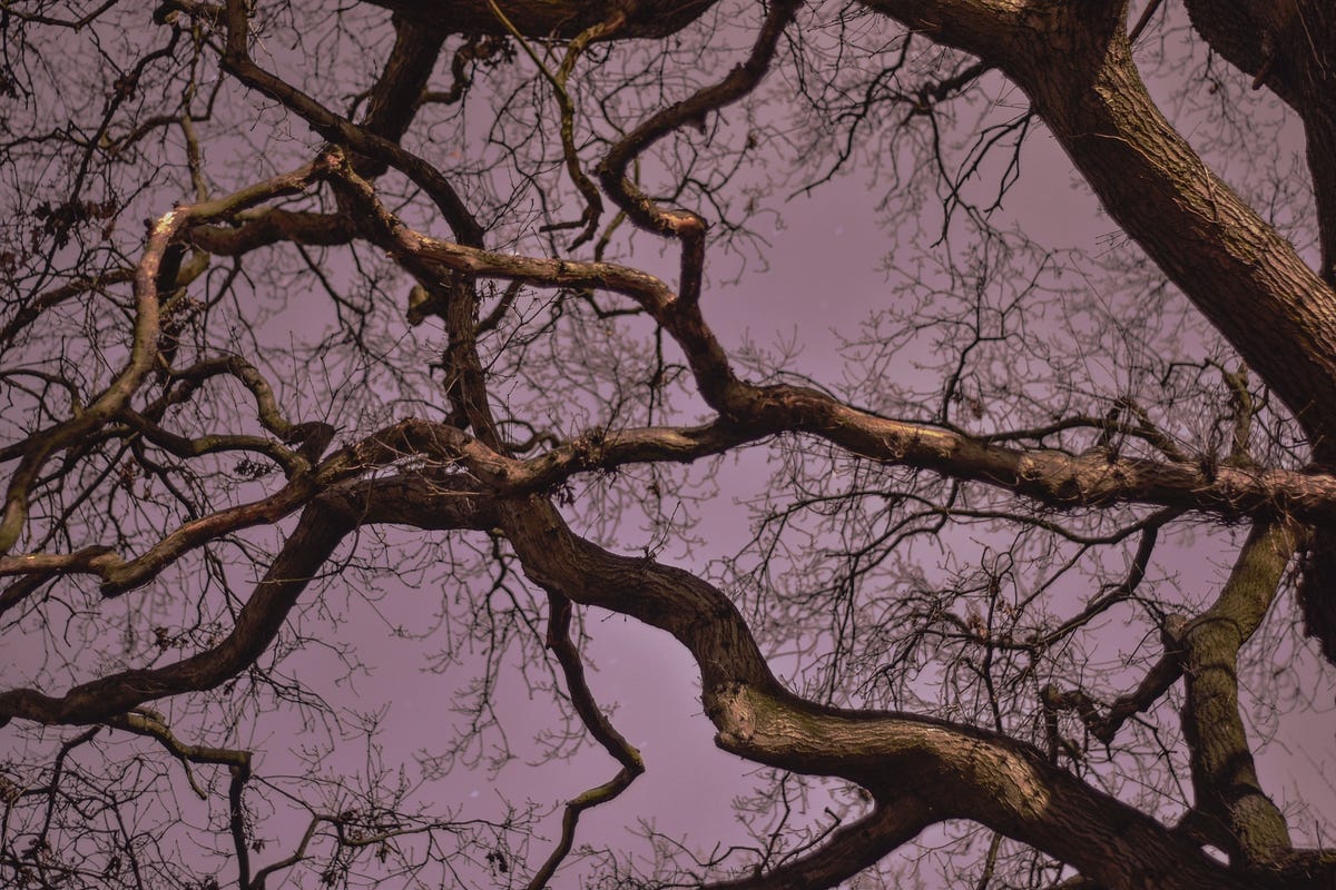 Haiku: An Old Oak’s Time. My spine leans, pulsing, | by Sylph Hemery | Medium