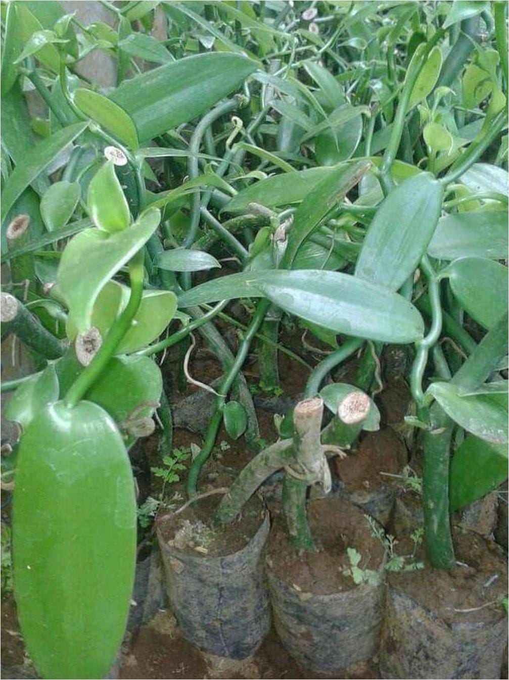 Bibit Vanili New 10 Plani Super Unggul Kw Purwakarta Terlengkap | by ...