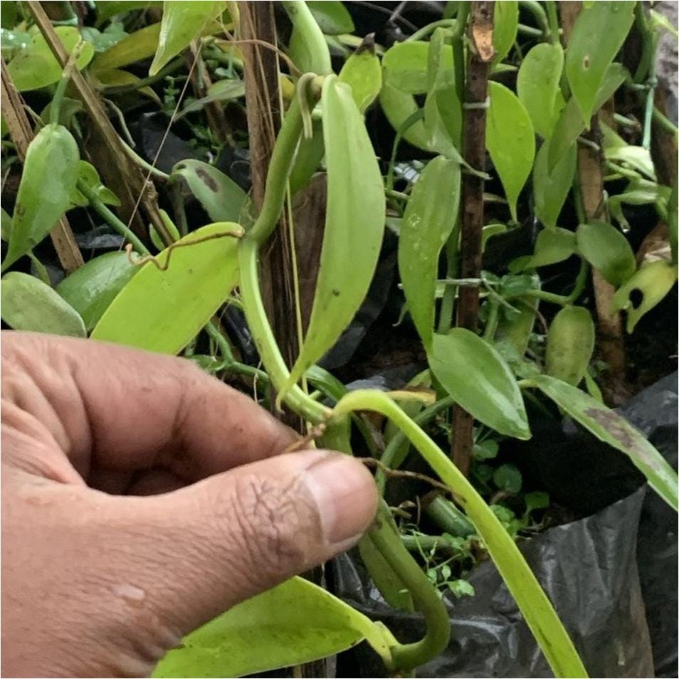 Bibit Pohon Vanili — Tanaman Vanila Vanilli Vanilla Gianyar Terlengkap ...