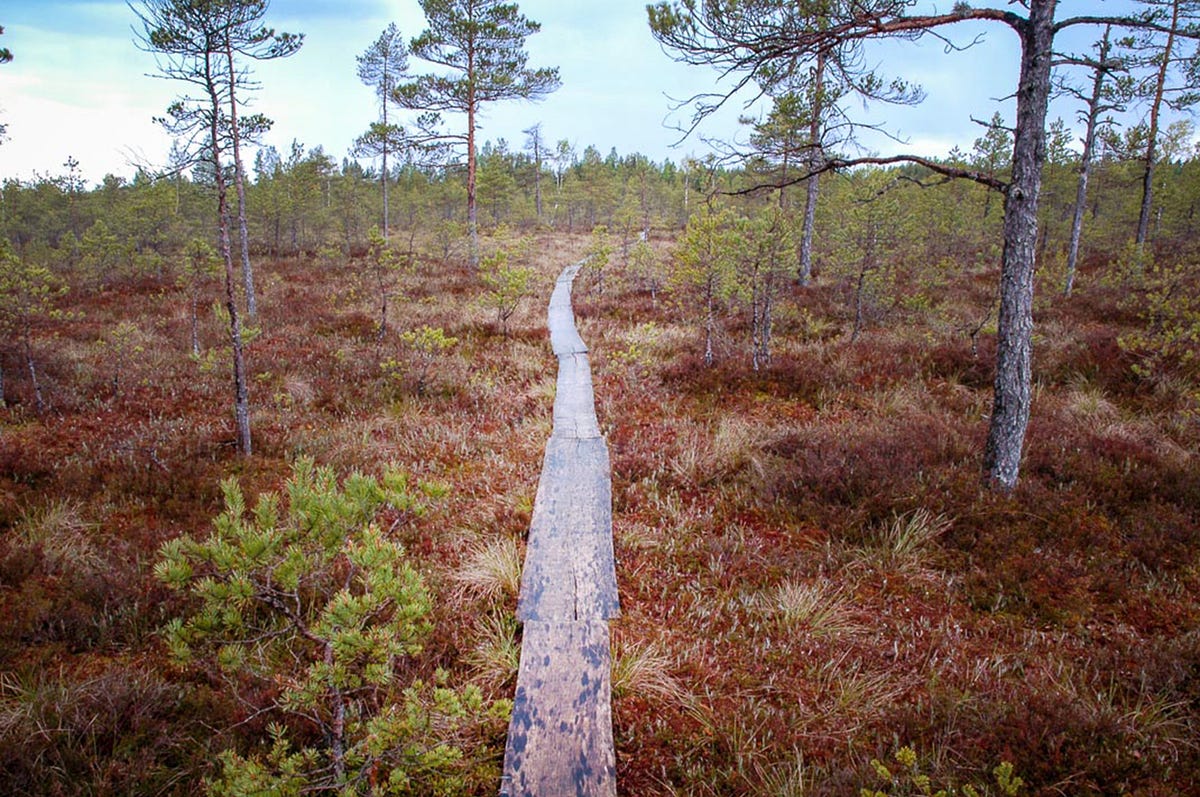 Estonia — the Swamp and the Language Tree | by Mike Pole | Medium