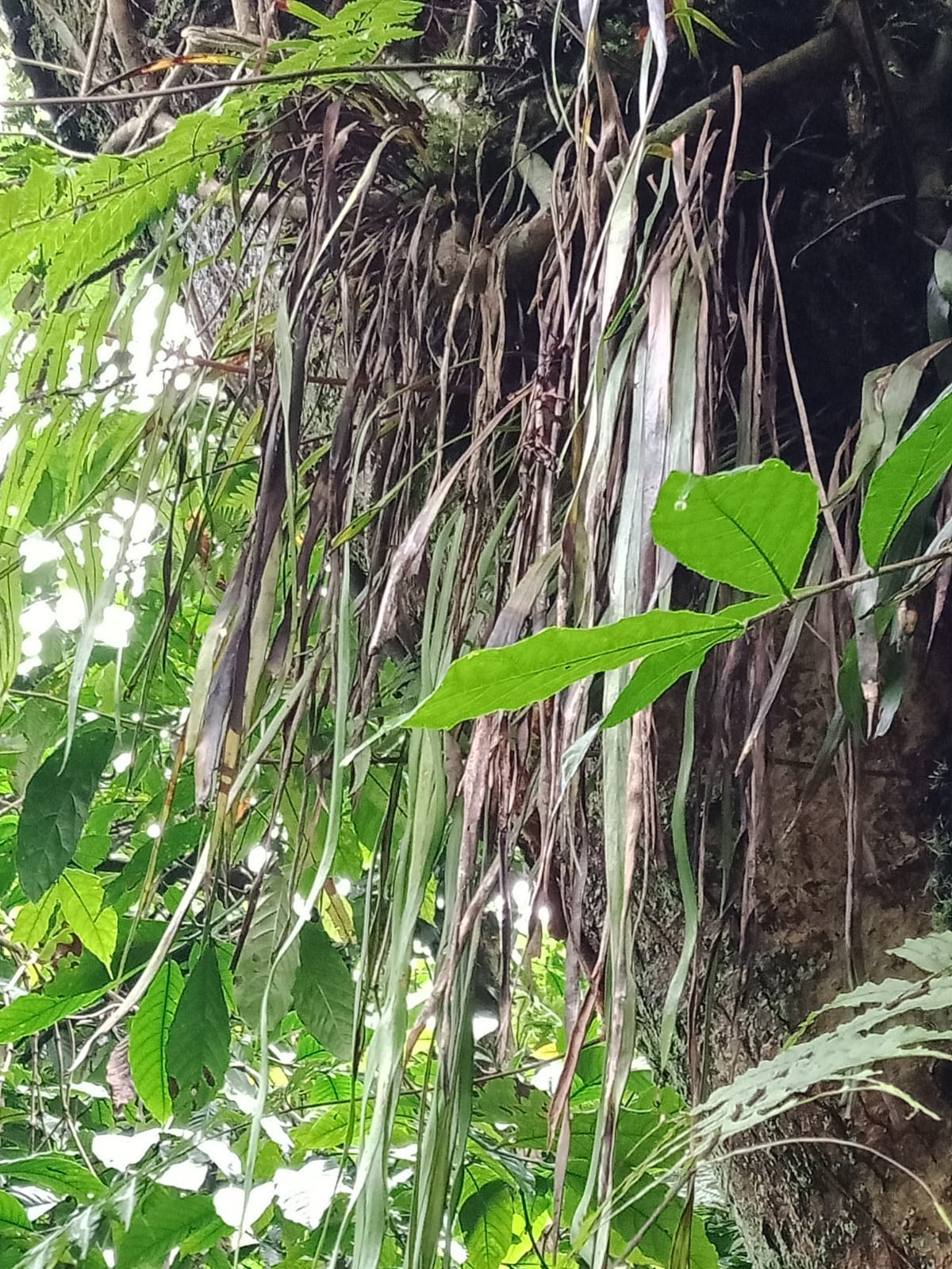 Beyond Trees: What Ferns Reveal About Forest Ecosystems in Mount ...