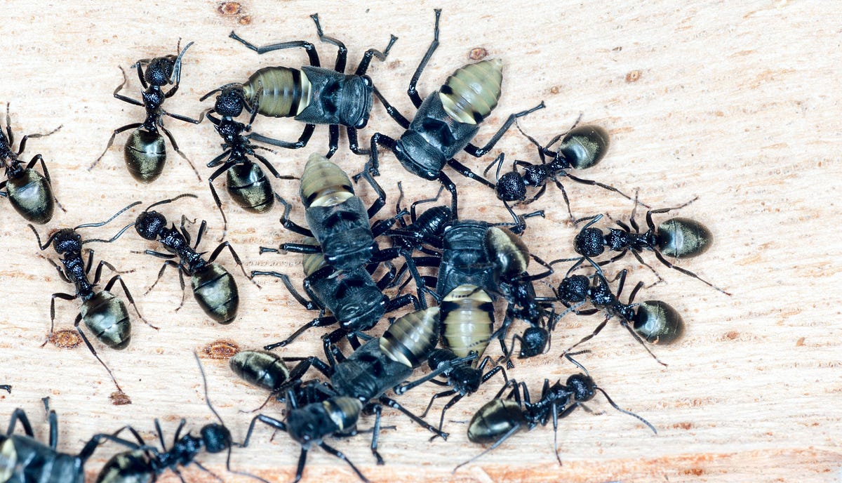 Mimics look good enough to not be eaten | by eLife | Life on Earth | Medium