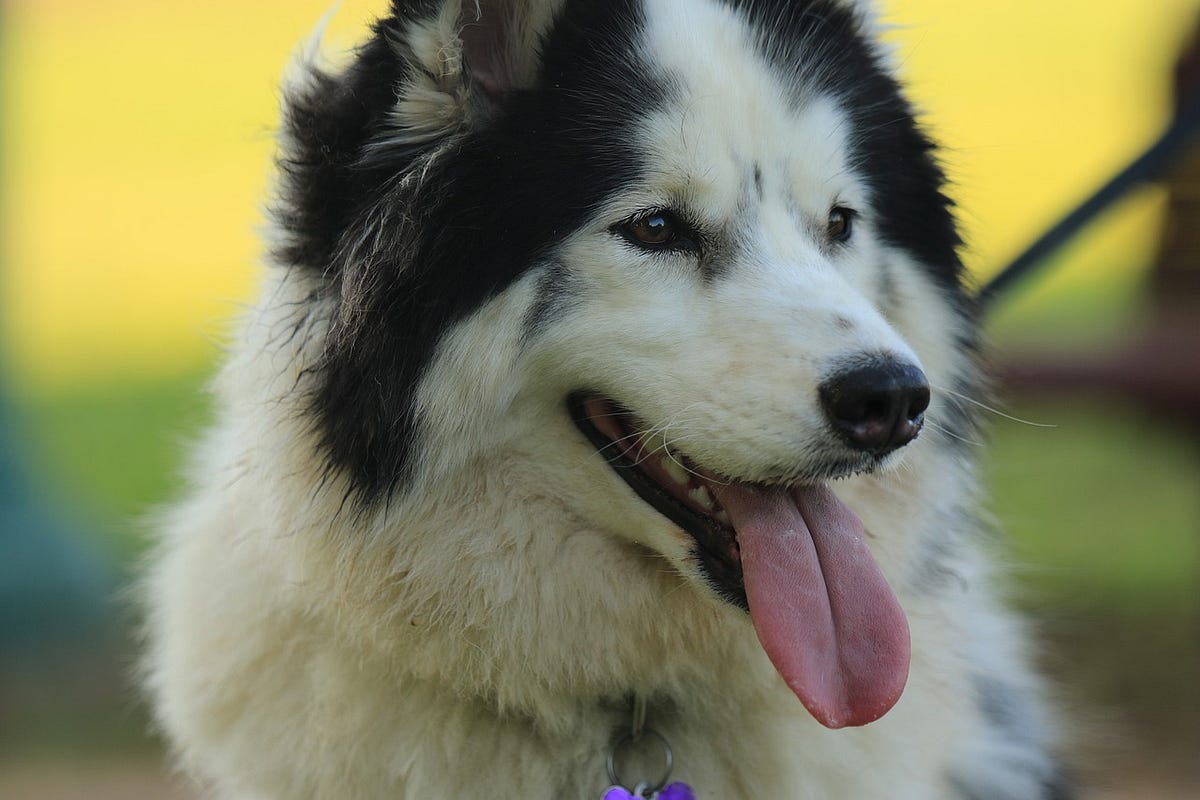 Ensuring a Consistent and Nutritious Dog Food Supply: Strategies for ...