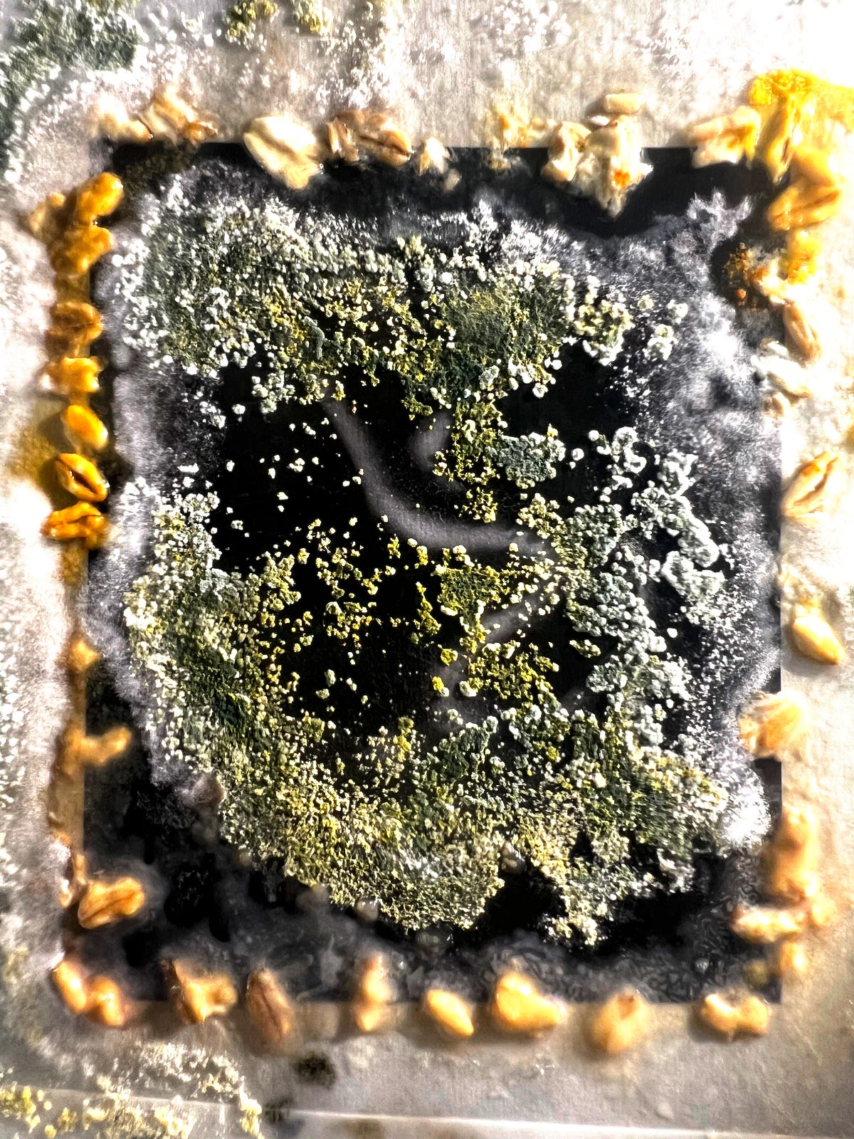 Experiment 1: Slime Mold & Painting | by Zhuoyang | Jan, 2026 | Medium