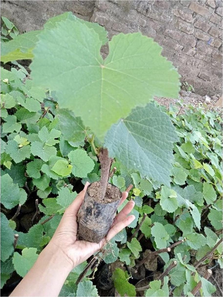 Bibit Stek Anggur Isabella Batang Berkualitas | by Agro Tani Berkarya ...