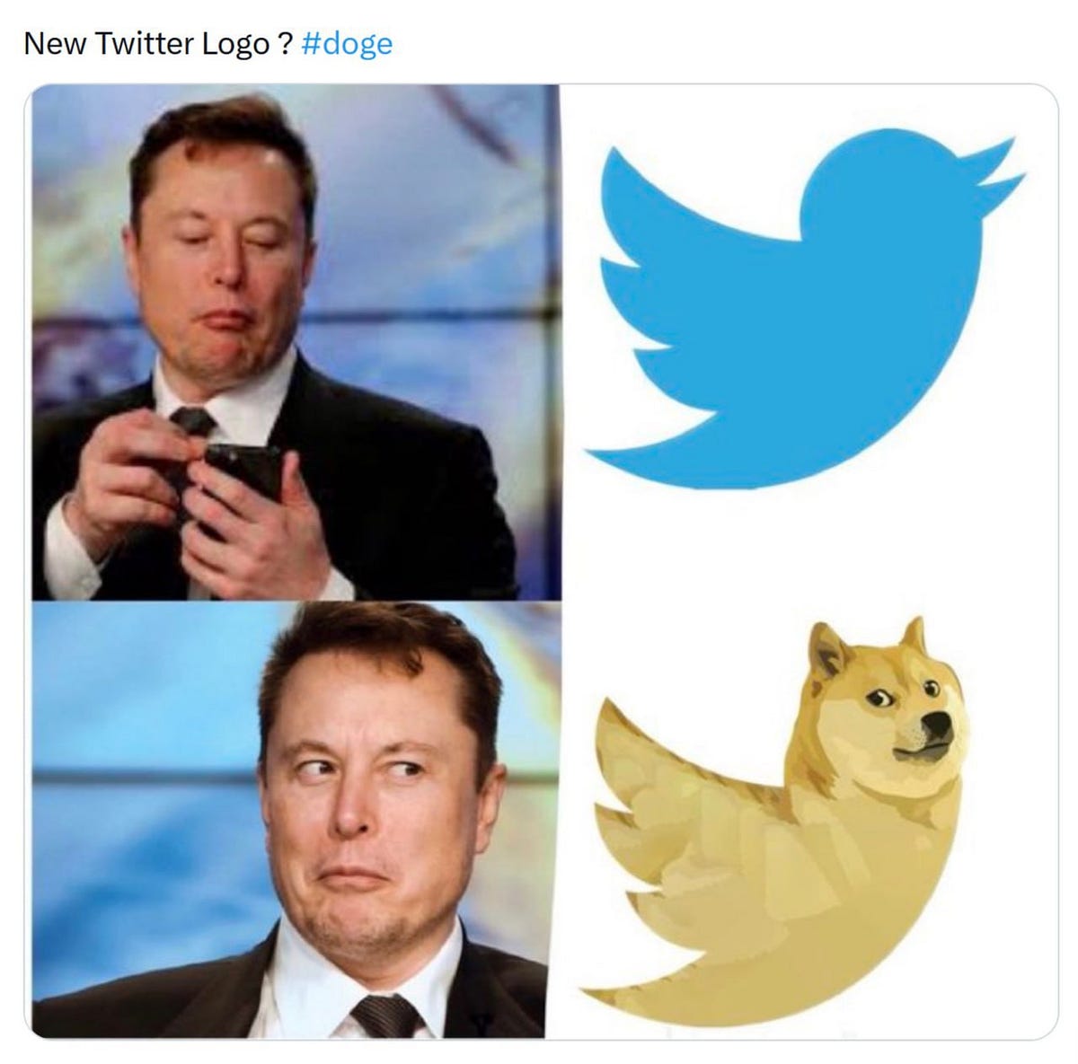Elon Musk and Doge. Analysts from Santiment, a leading… | by ...
