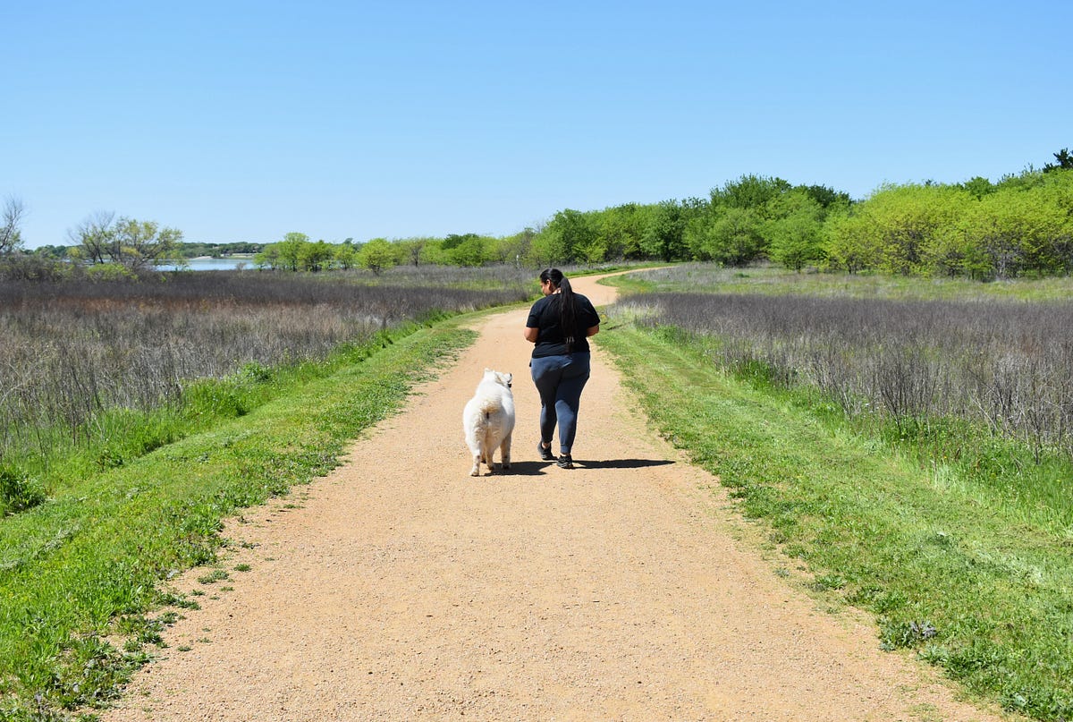 Dog Training: A Gateway to Unlock the Best Pet Dog Experience | by ...