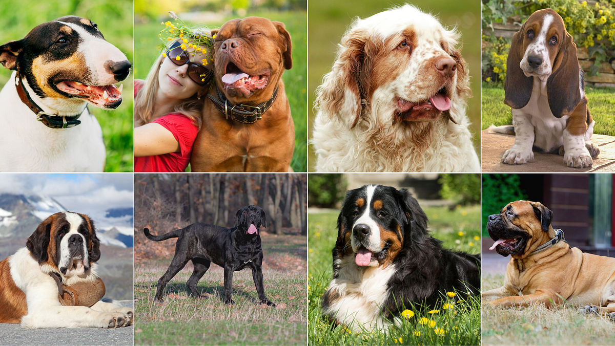 Top 15 Excessive Droolers. Drooling is part of a dog’s genetics… | by ...