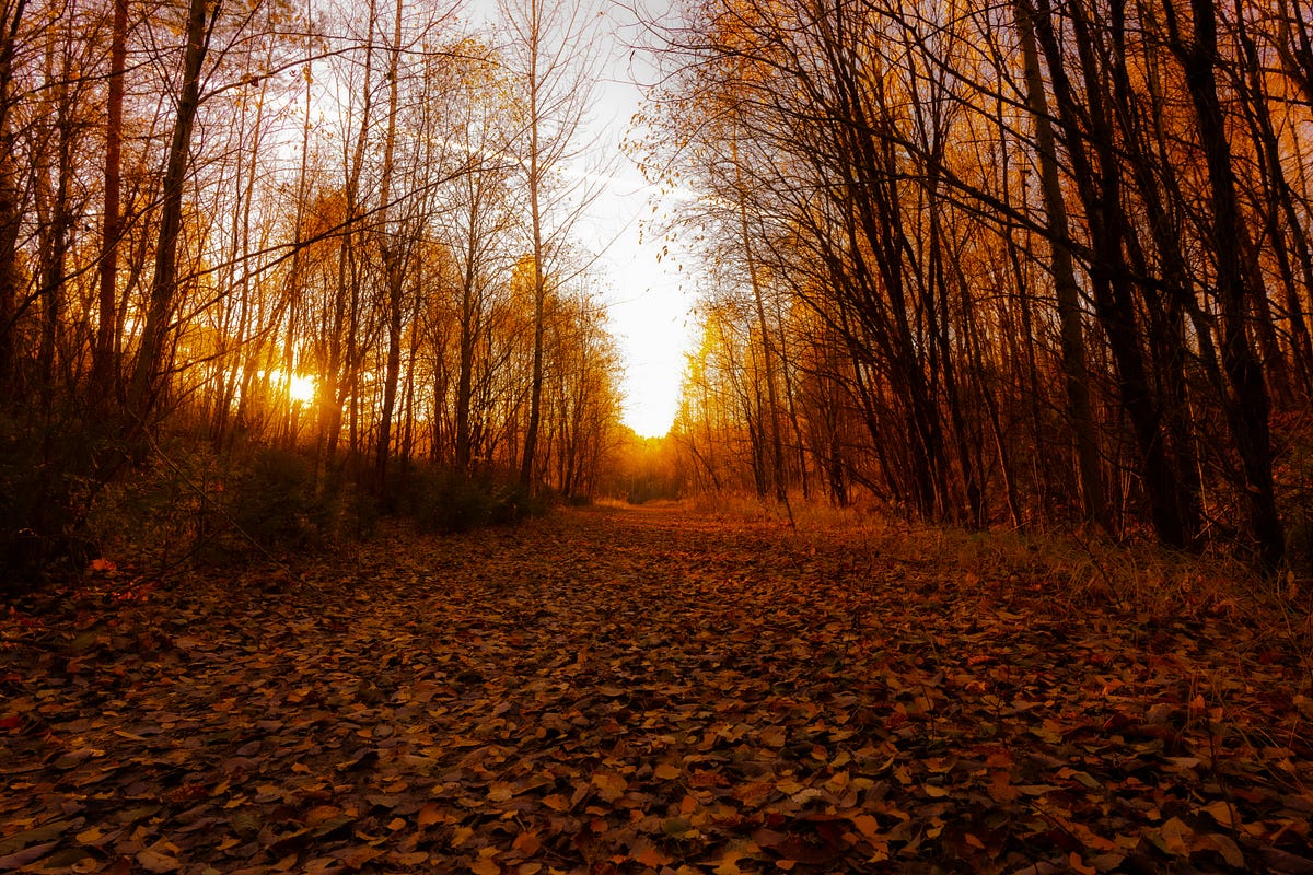Four Reasons to Start Something New in the Fall | by Shannon Hampton ...