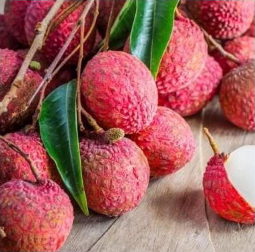 Bibit Leci Merah Cepat Berbuah Tuban Terlengkap | by Agro Tani Berkarya ...