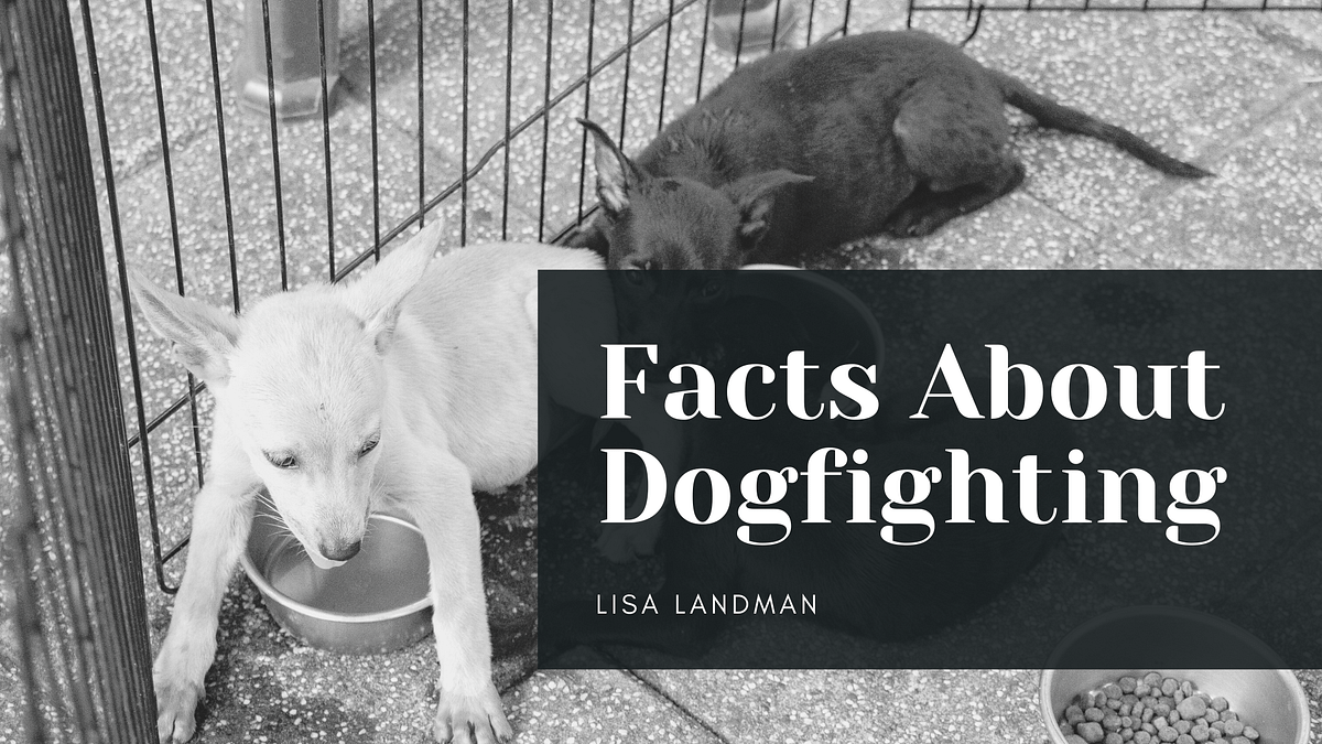 Facts About Dogfighting — Lisa Landman | Animal Welfare | by Lisa ...