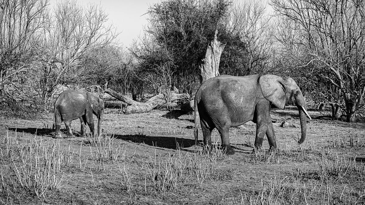 Safari in Black and White. “You gotta be kidding!” my friend… | by Dirk ...