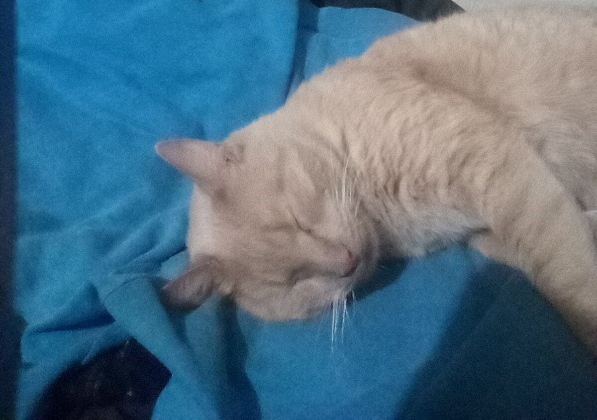 My Zen Master. How my cat teaches me to slow down and… | by Ravyne ...