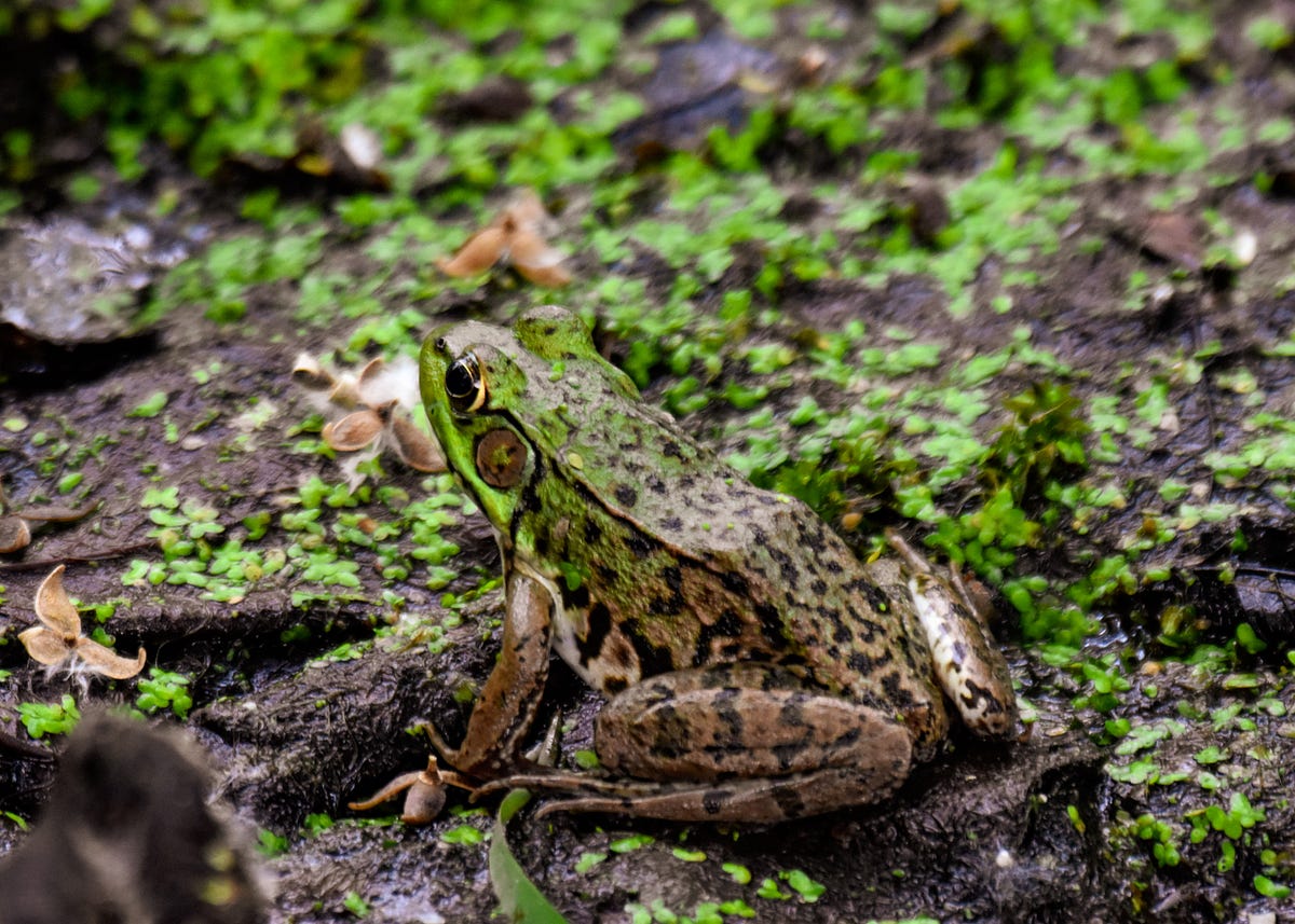 The First and Last Frog I Ever Gigged | by Michael Hollifield | The ...
