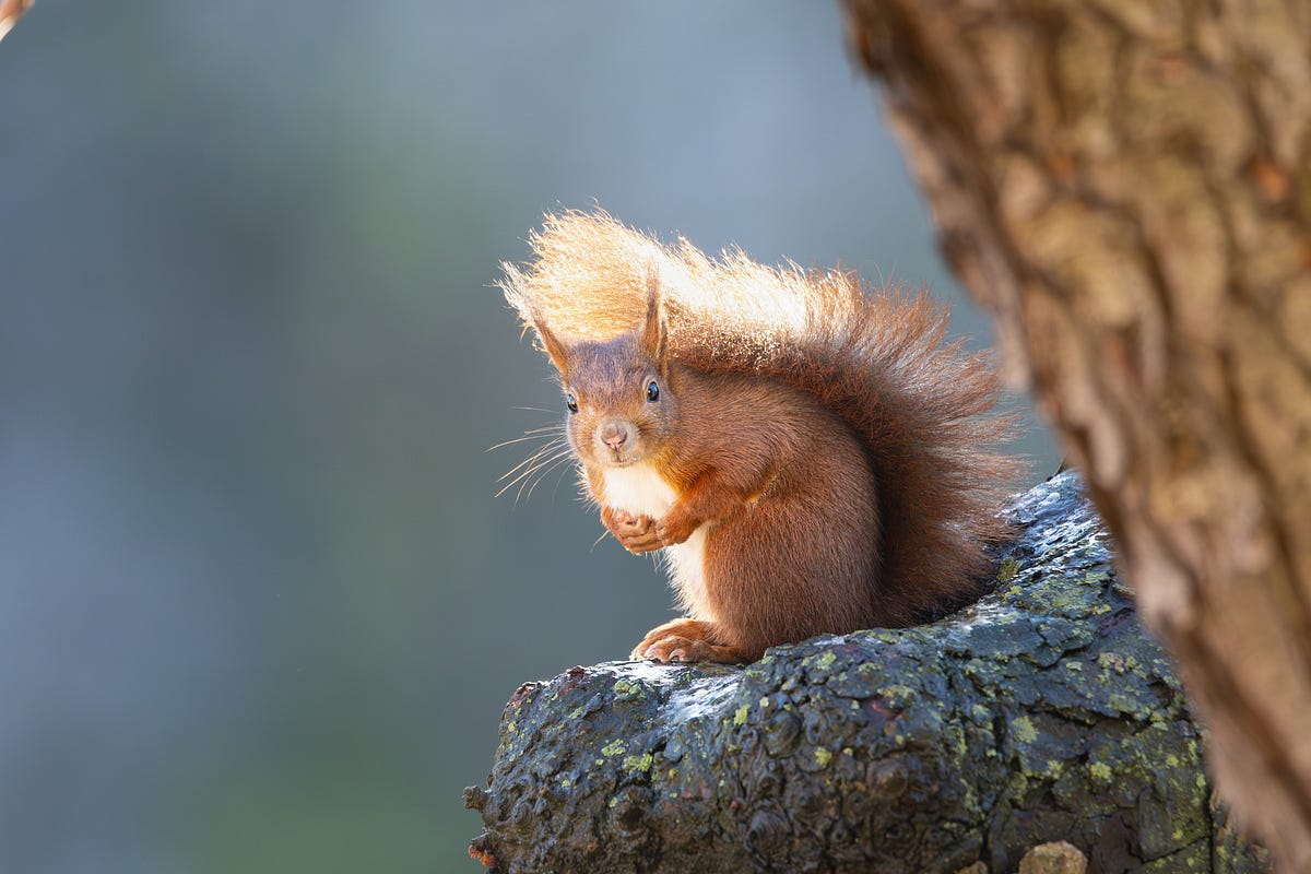 Last Days of the Squirrel Brains. Alas, he was suffering from empty ...