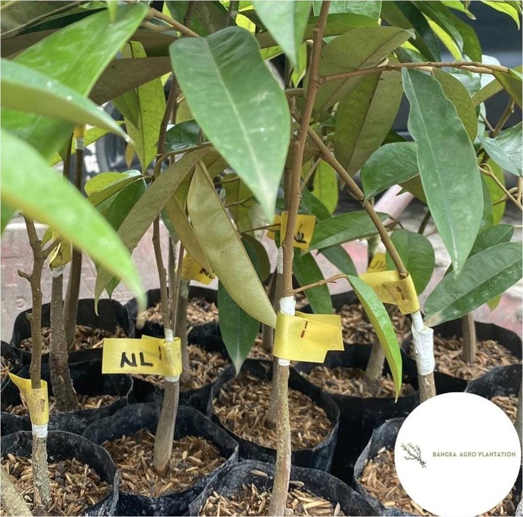 Bibit Durian Namlung Cumasi Bangka Top Super, Disertai Label Biru ...