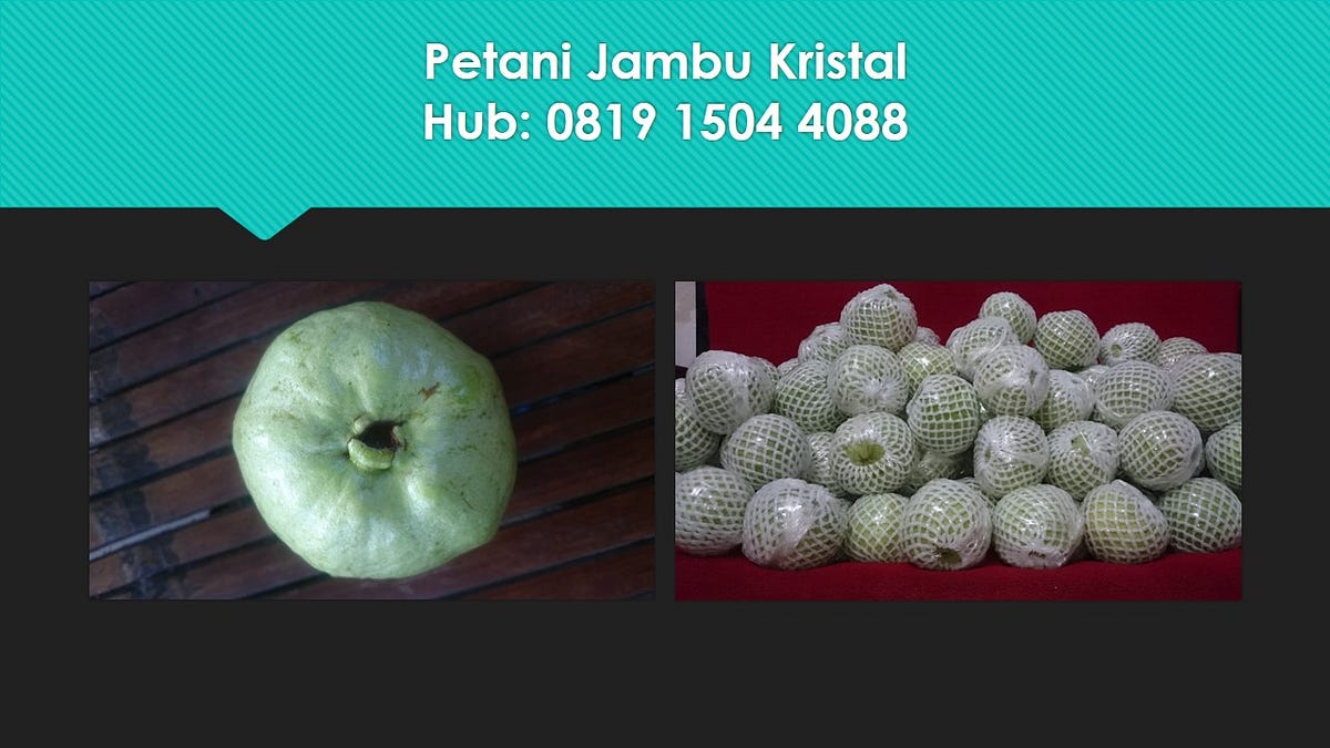 TERMURAH WA 0819–1504–4088, jambu kristal di Depok | by Petani Jambu ...