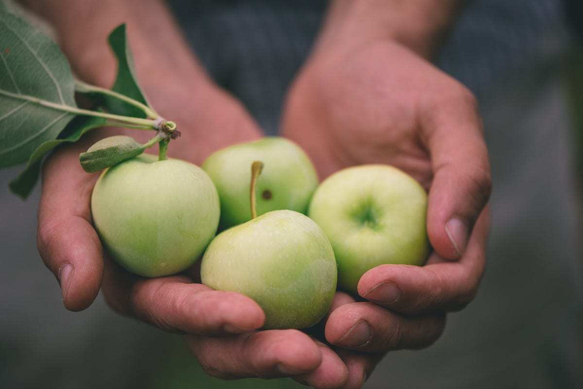 Past and Future of Food Systems Innovation | by Caithrin Rintoul | Food ...