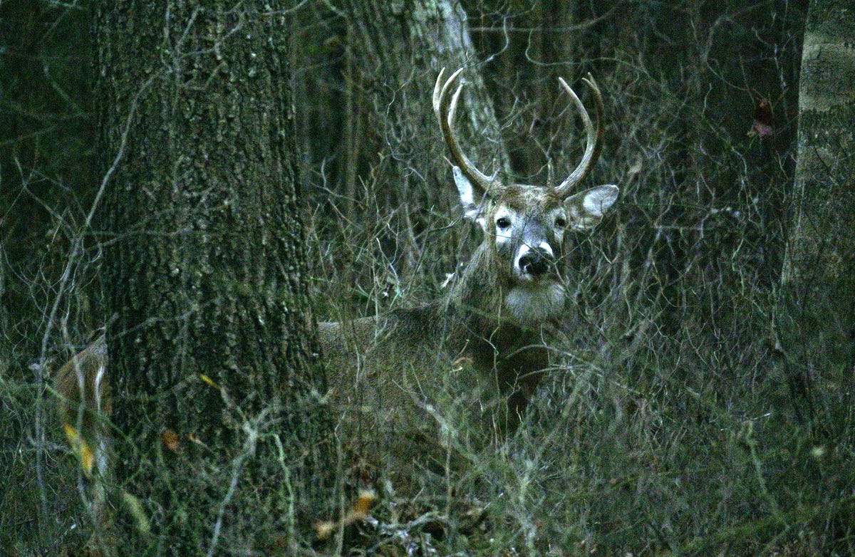 Oh, Deer. A close encounter of the right kind | by John Dean | Dean’s ...