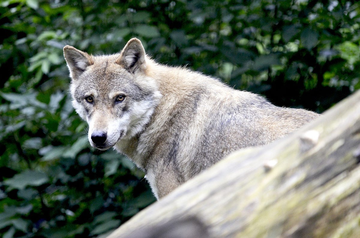 French Farmers Want War on Wolves | by Mike Alexander | Age of ...