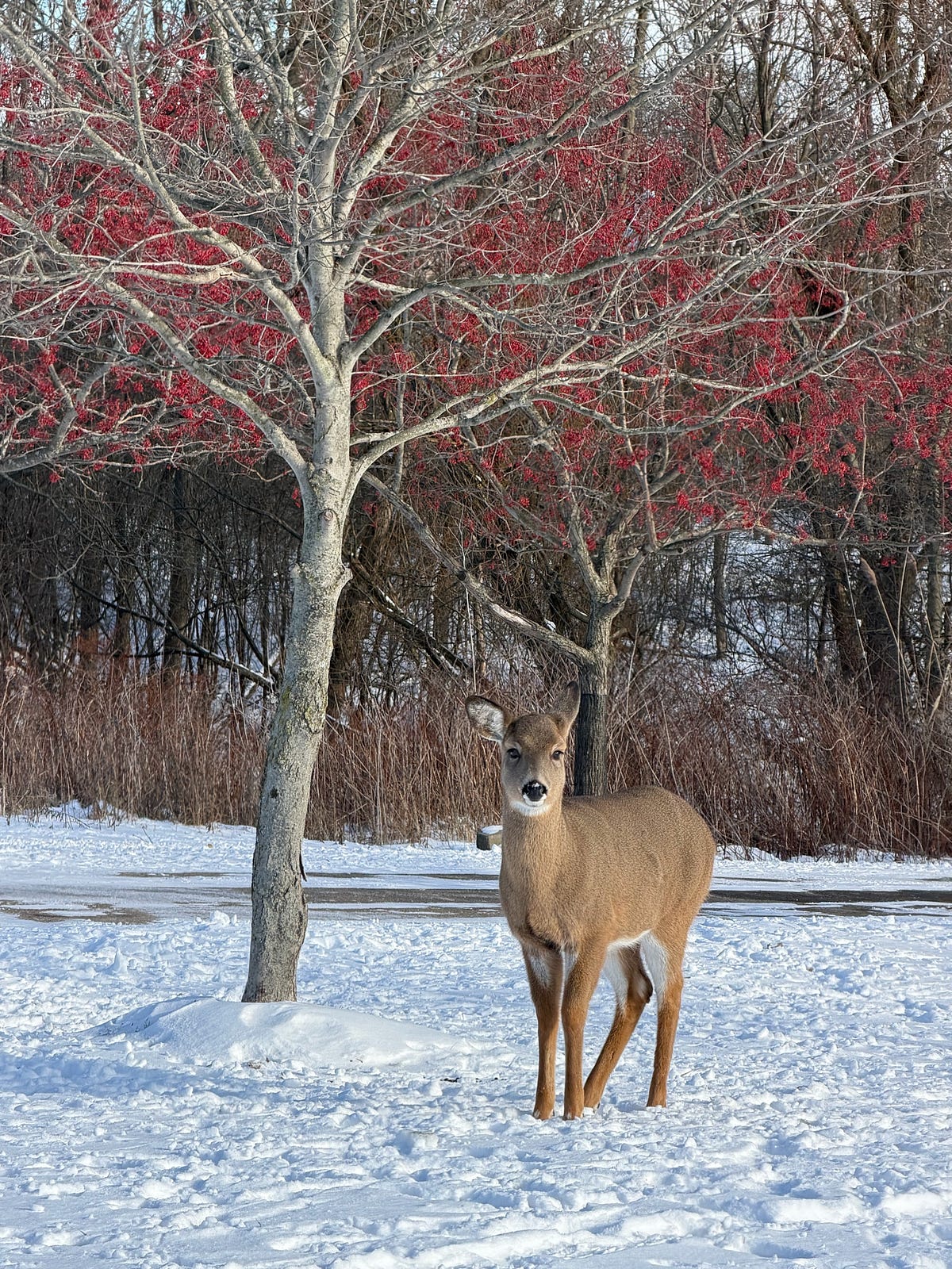 Depths of Emotion. Vast experiences amongst all creatures… | by Brigid ...