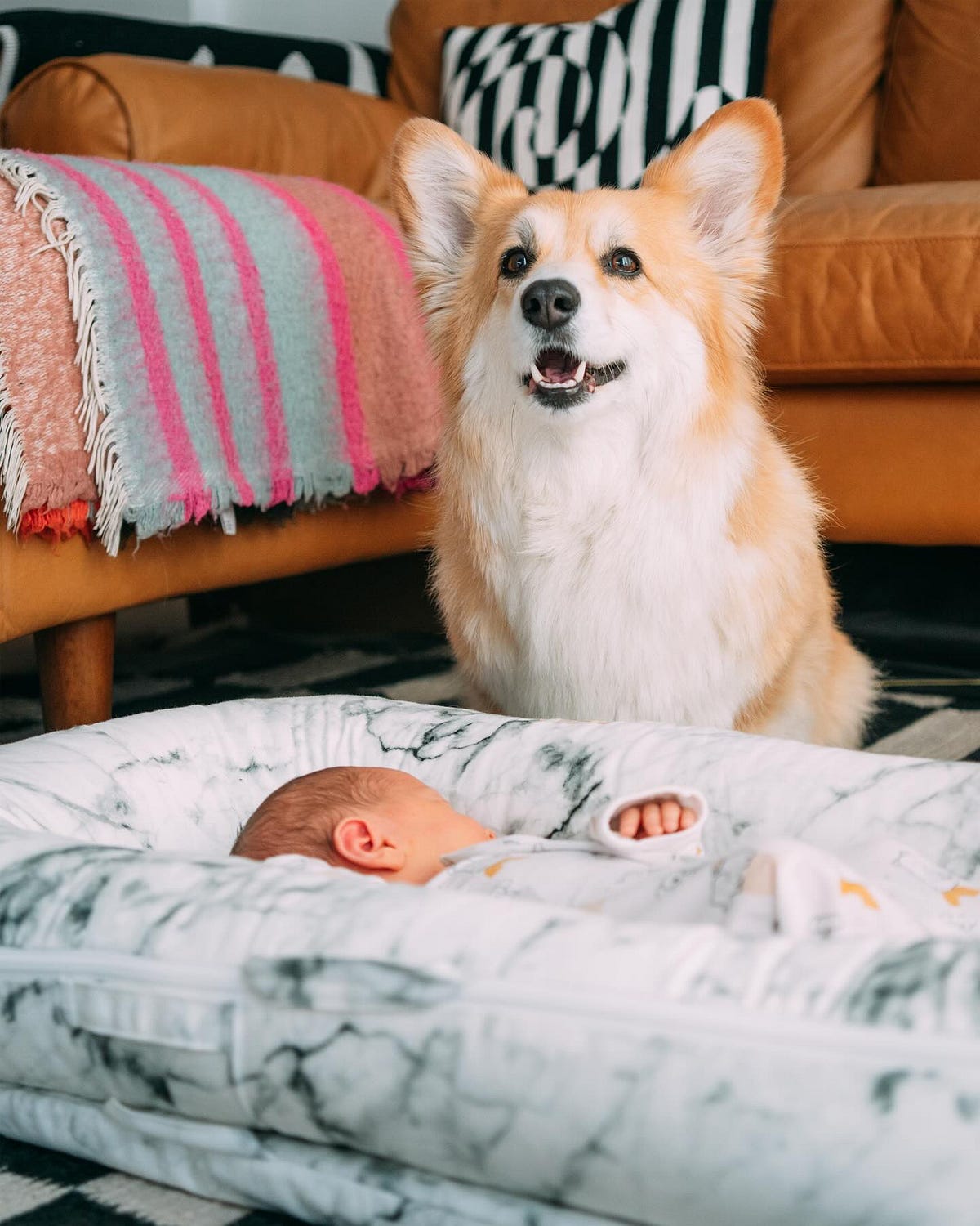 Introducing Your New Baby to Your Pet | by K9 Academy Hub | Mar, 2024 ...
