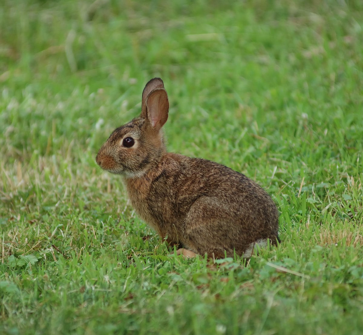 Species Spotlight: Eastern Cottontail | by Mohonk Preserve | Medium