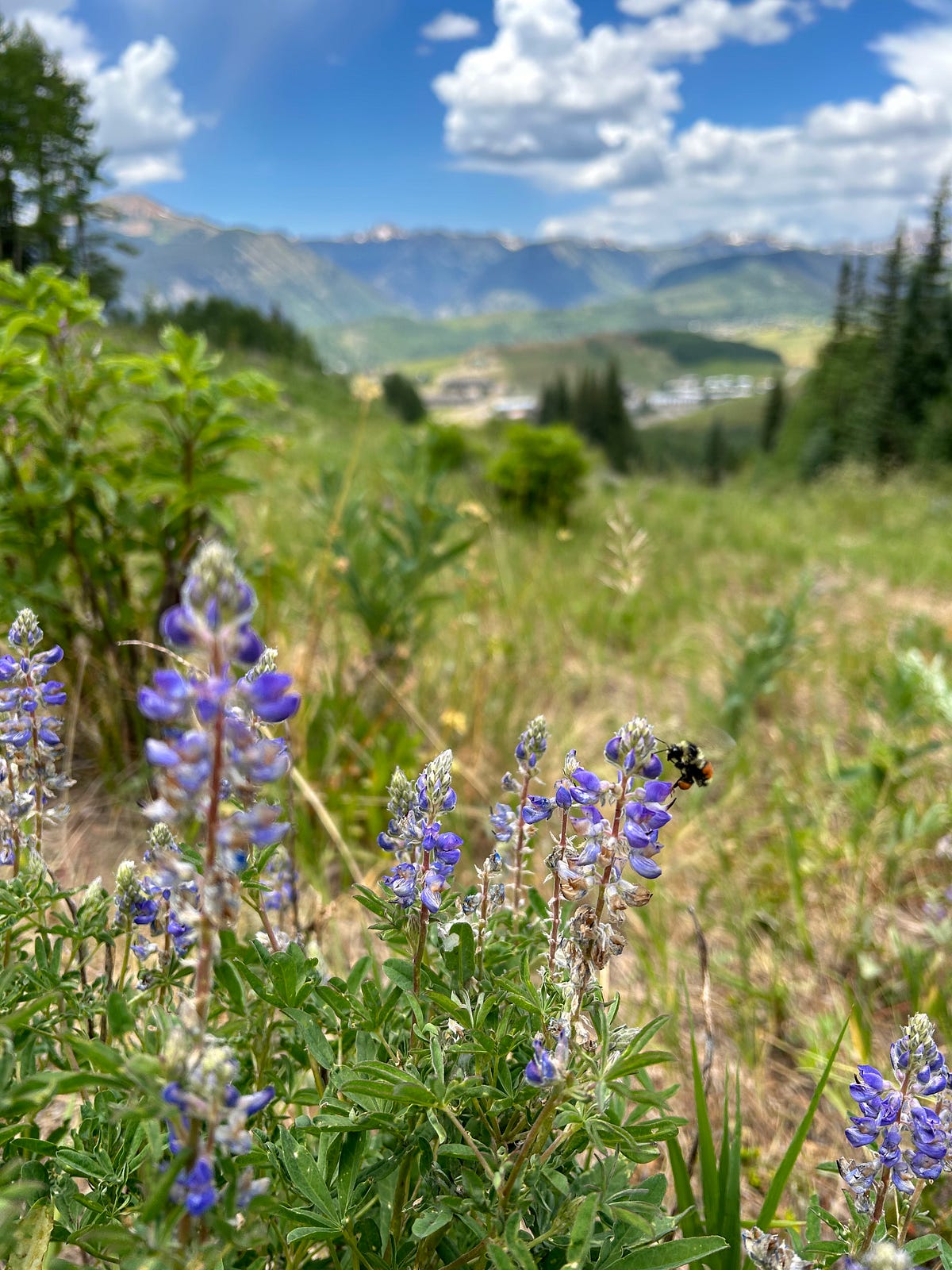 The Most Money I’ve Ever Spent to Play Disc Golf and Stare at Bees | by ...