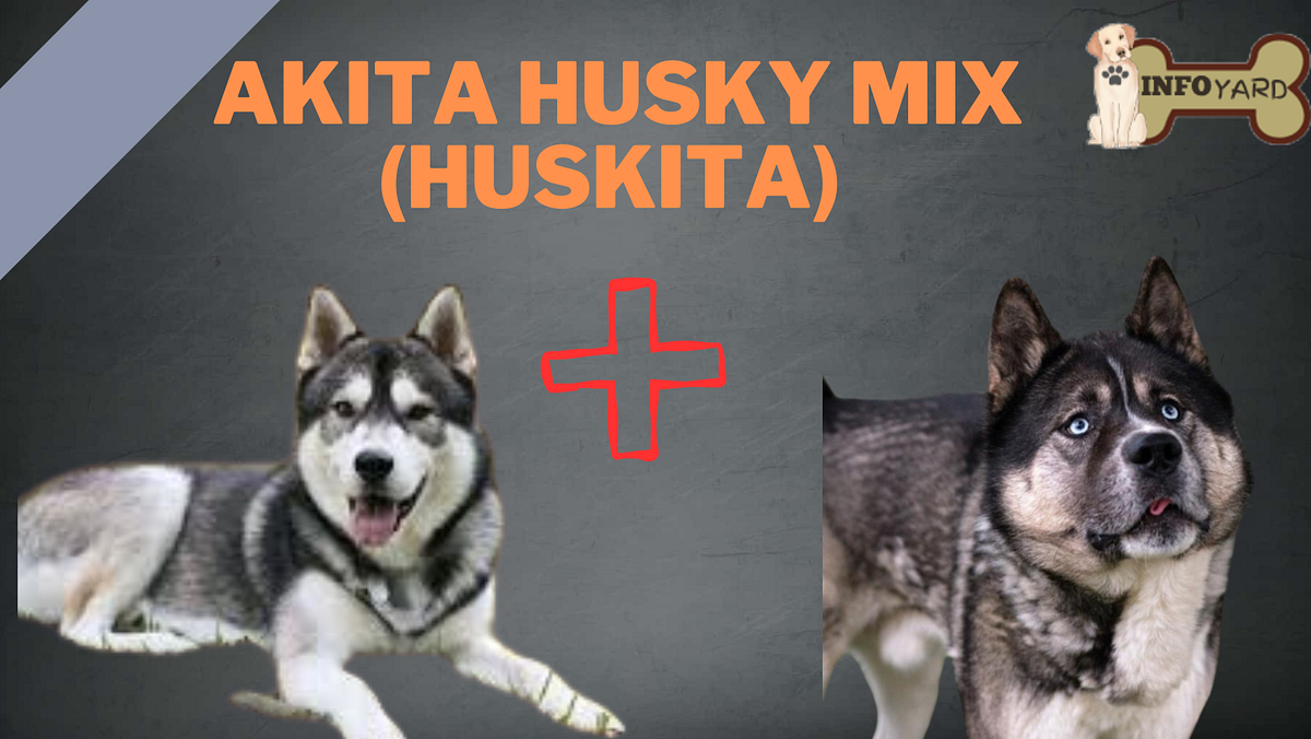 Akita husky mix (Huskita) : Complete Breed Guidance 2023 | by ...