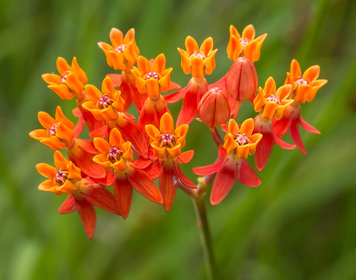 25 of the Most Beautiful Wildflowers in Georgia - The Philipendium - Medium