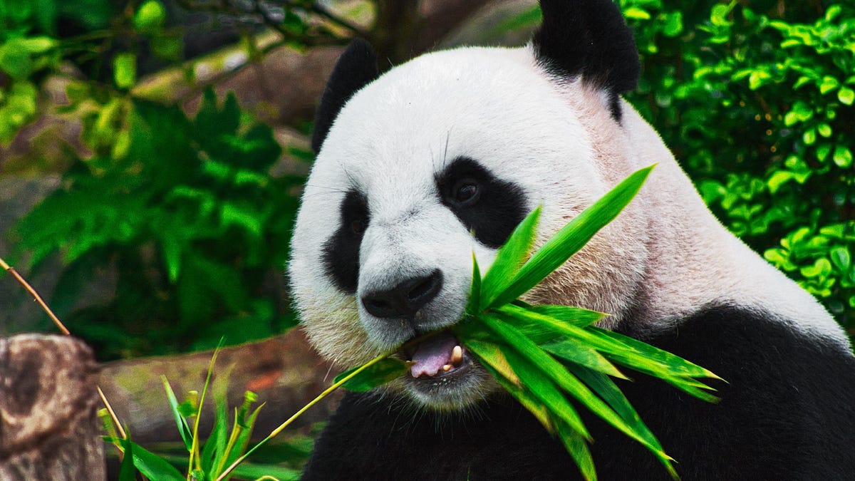 How to work with Pandas in Python | by Juan Cruz Martinez | TDS Archive ...