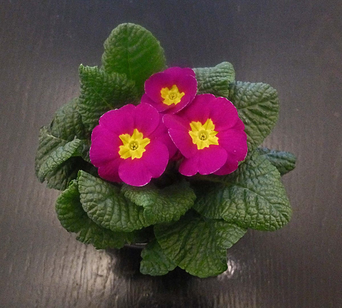 Pretty Primroses - Simply Photos - Medium