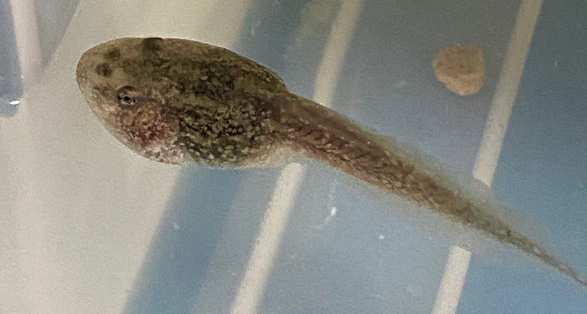 Leopard Frog Tadpoles