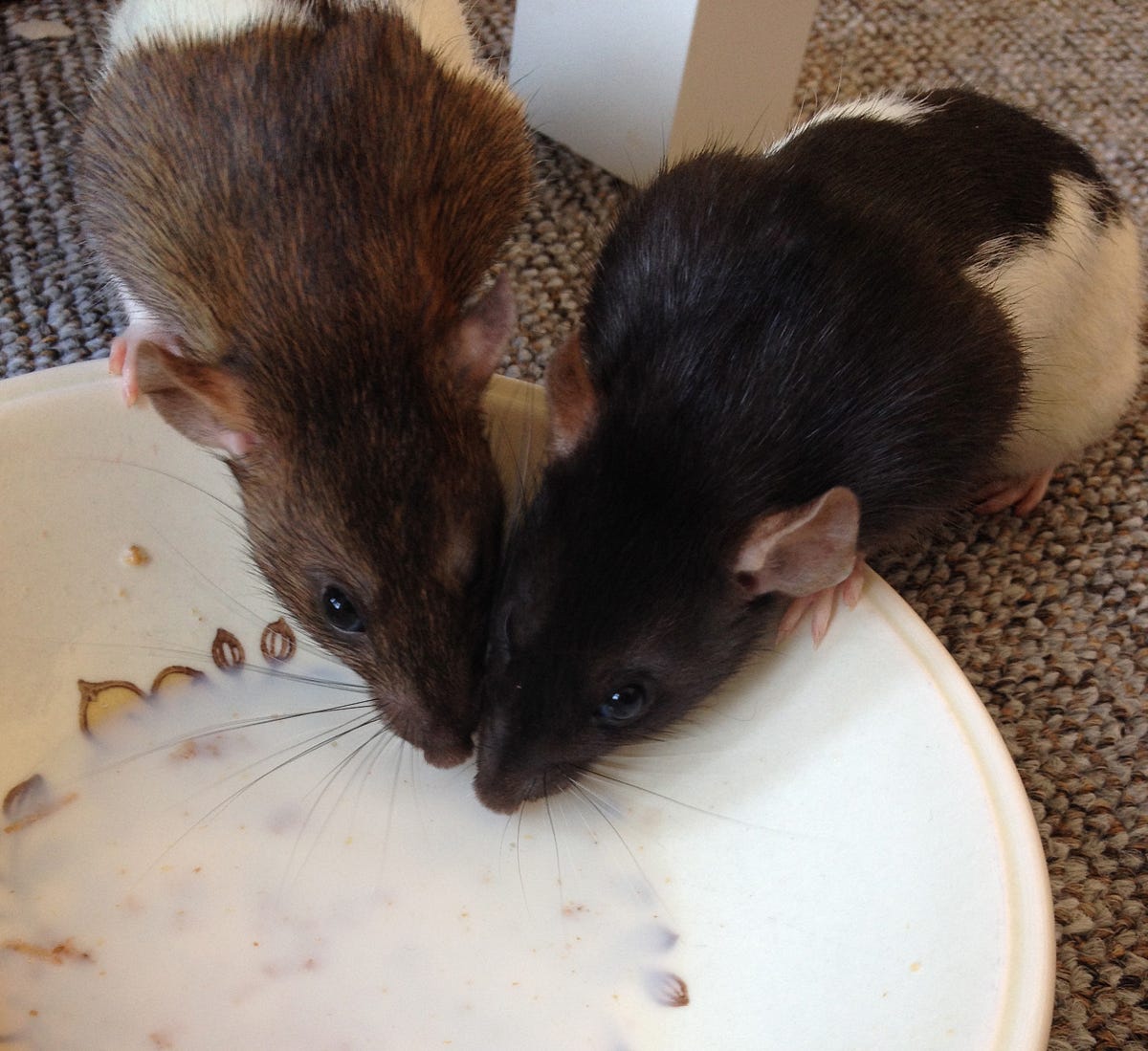 3 Things That We Can Learn From Rats | by Jasmine T D Scott | Medium
