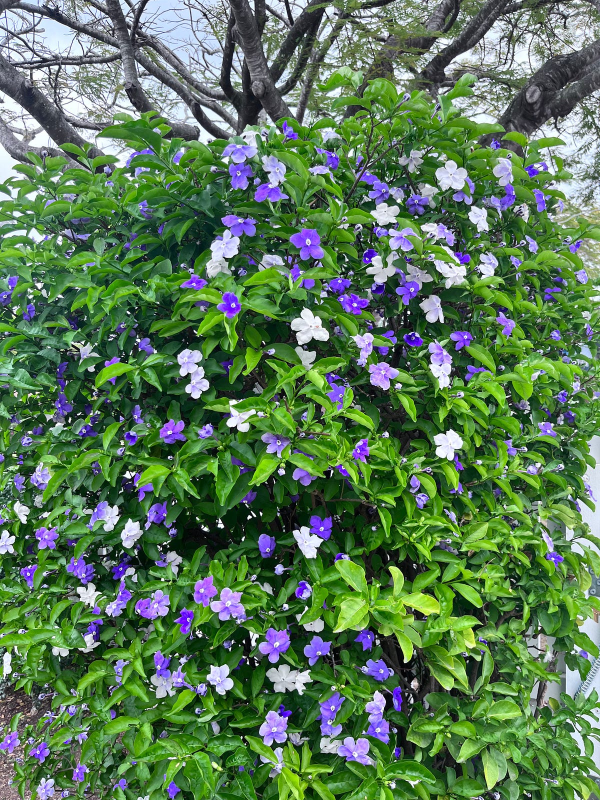 The Prettiest Purple-Flowered Hedge I’ve Ever Seen - The Daily Cuppa ...