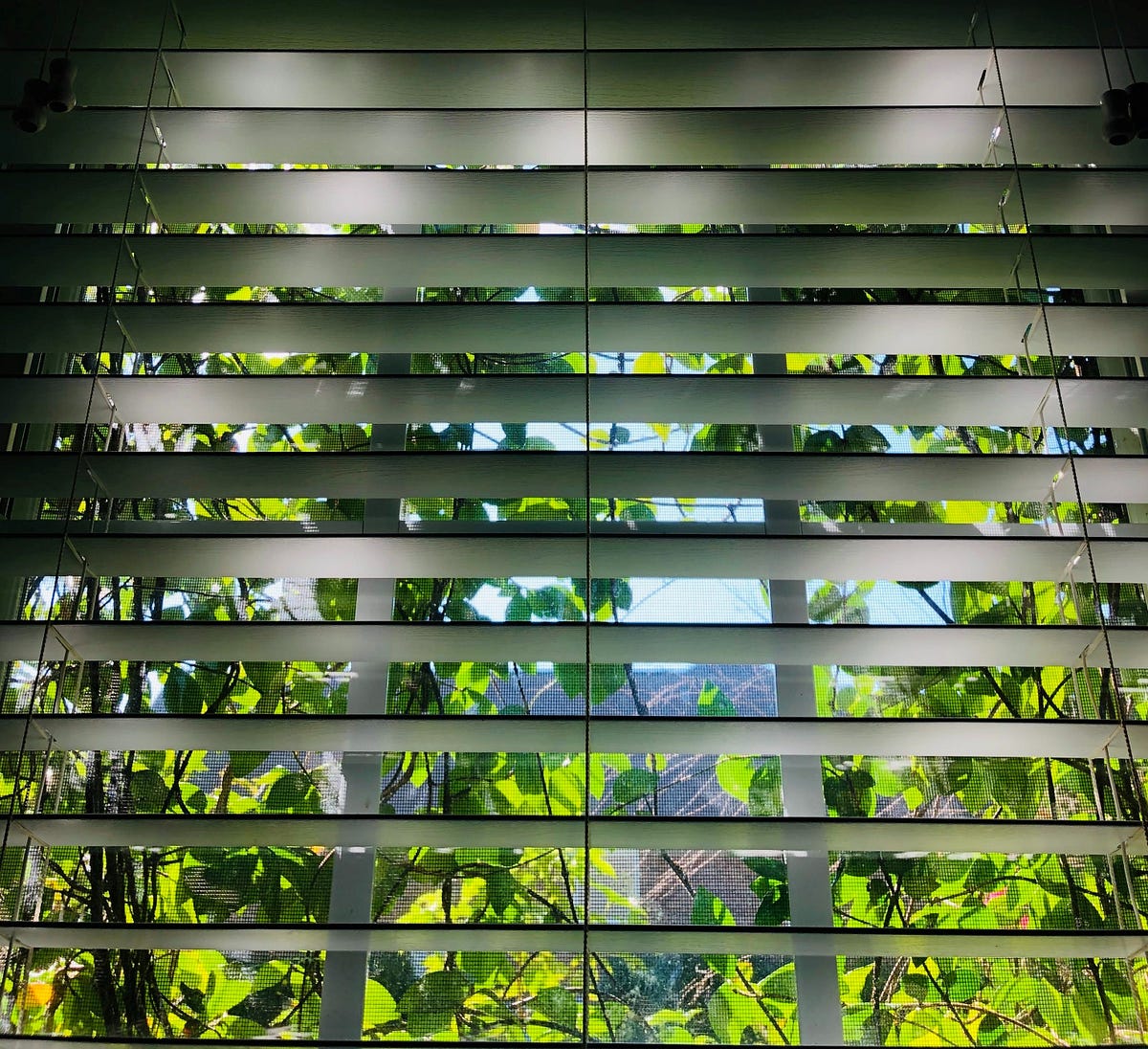 How to Connect With Nature When You’re Stuck in COVID Lockdown | by Sam ...