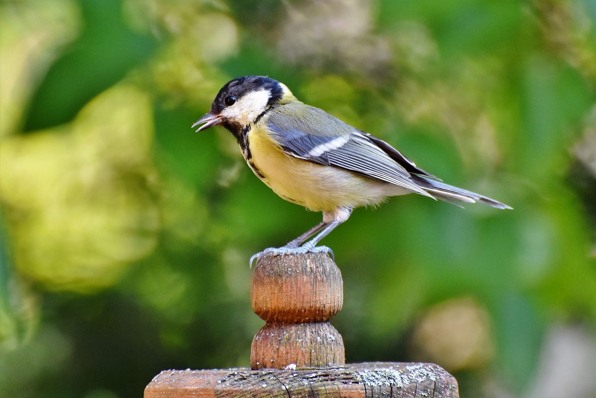The Larks Still Bravely Sing - ILLUMINATION-Curated - Medium