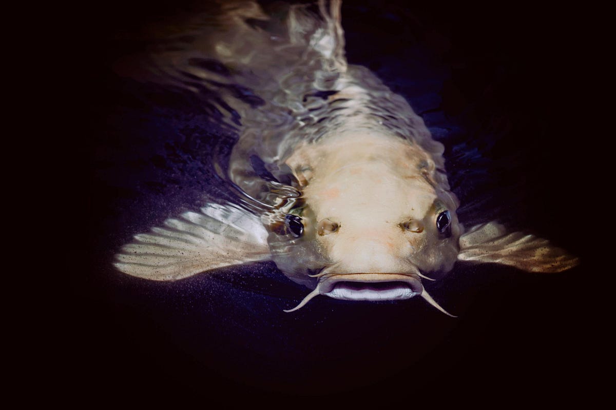 I Created a Catfish Account on a Dating Site and Here’s What I Learned ...