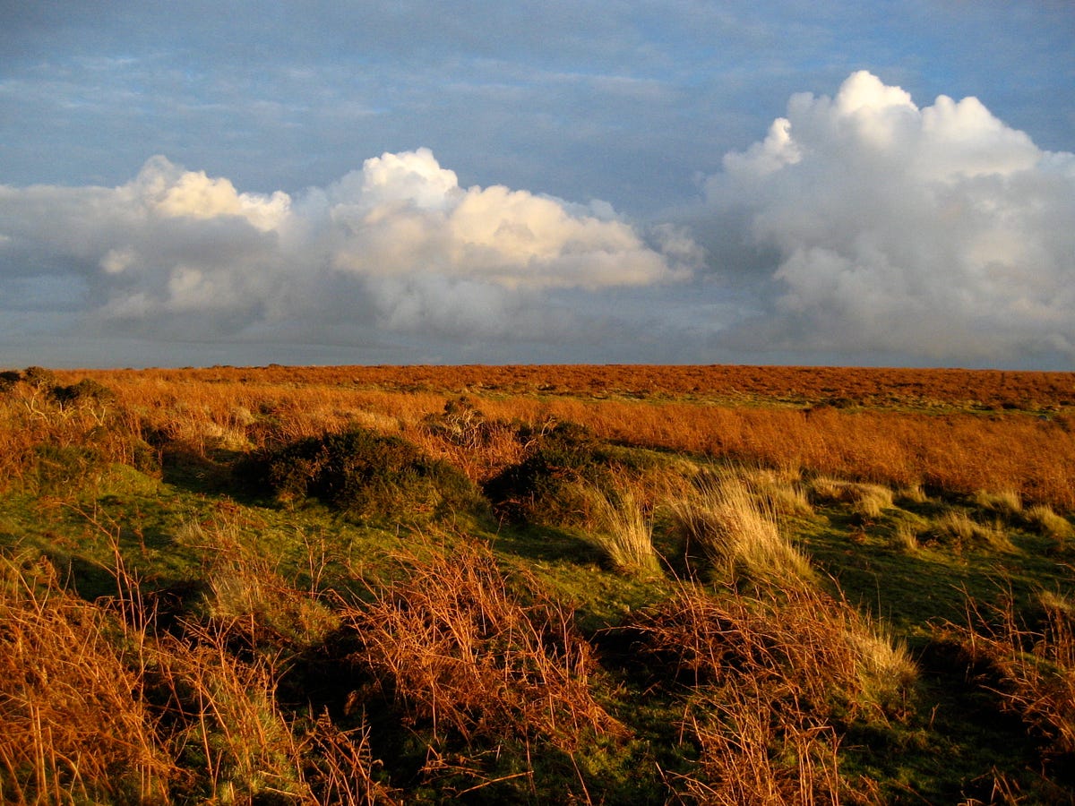 Welsh Autumn. I have always spoken Welsh. My grew up… | by Simon Goss ...