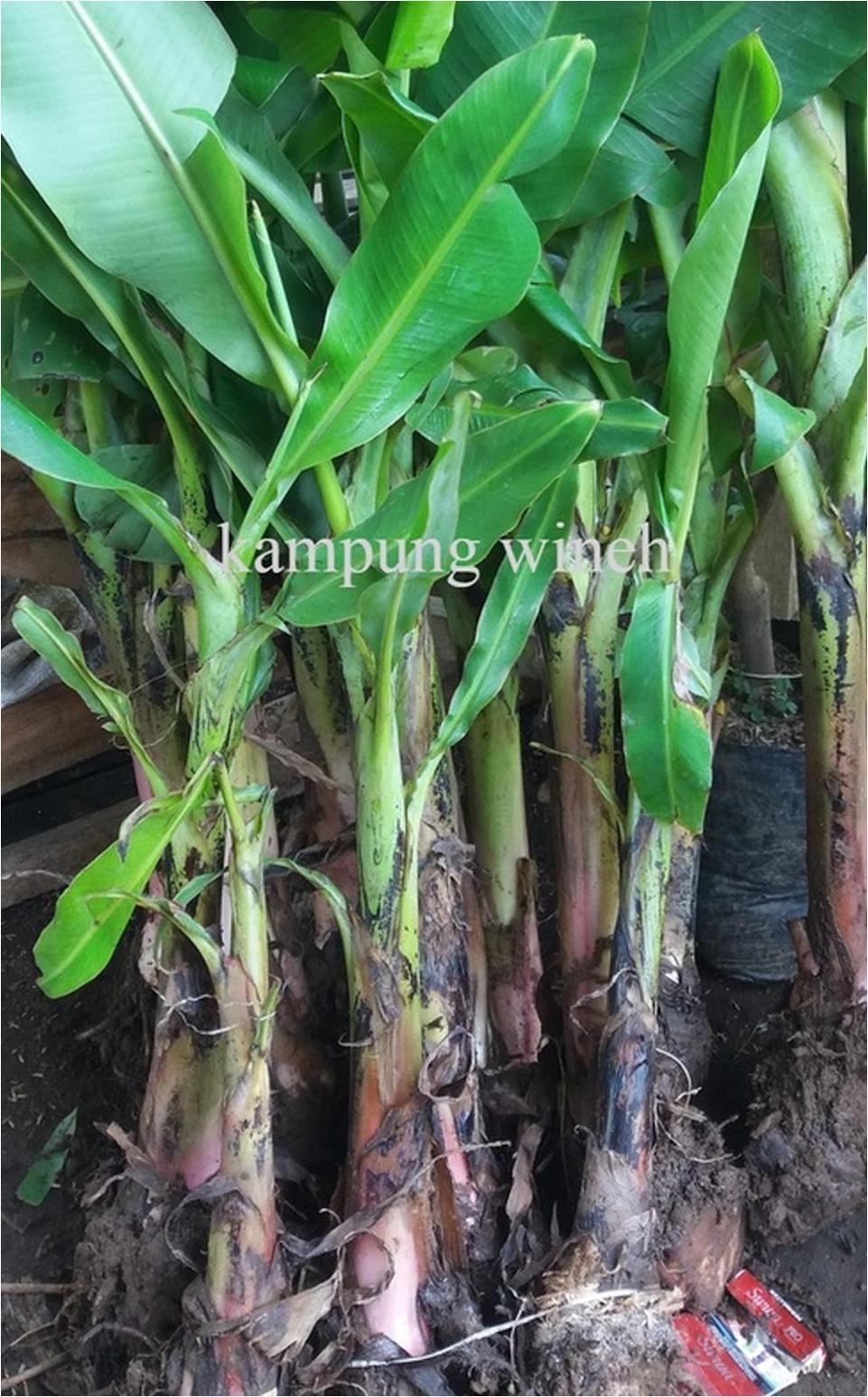 Bibit Pisang Cavendish Bonggol Besar Kuningdongkelan Pasuruan ...