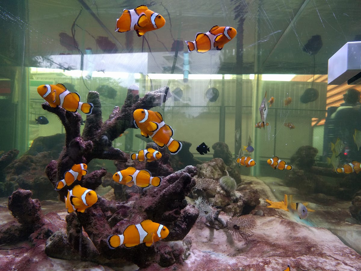 5. dan: Pattaya. Nekaj o cenah na Tajskem. Po eni strani… | by Masa ...