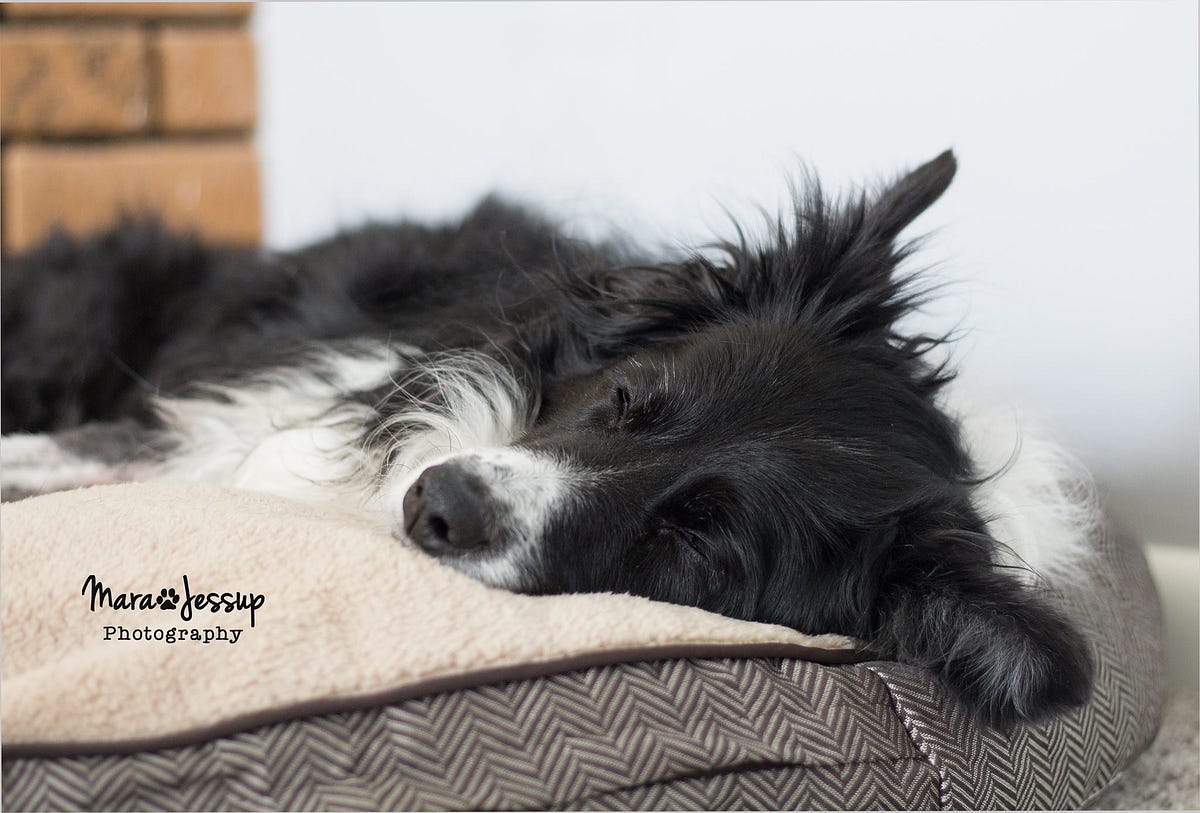 Rest. Reset. Restart.. Every dog trainer has been there with a… | by ...