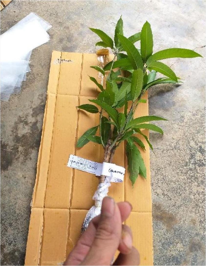 Bibit Mangga Kombinasi Cepat Berbuah Dan Mudah Perawatan Ready 1 Pohon ...