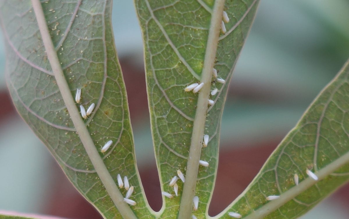 How Genomics Is Saving African Cassava from the Deadly Whitefly | by ...