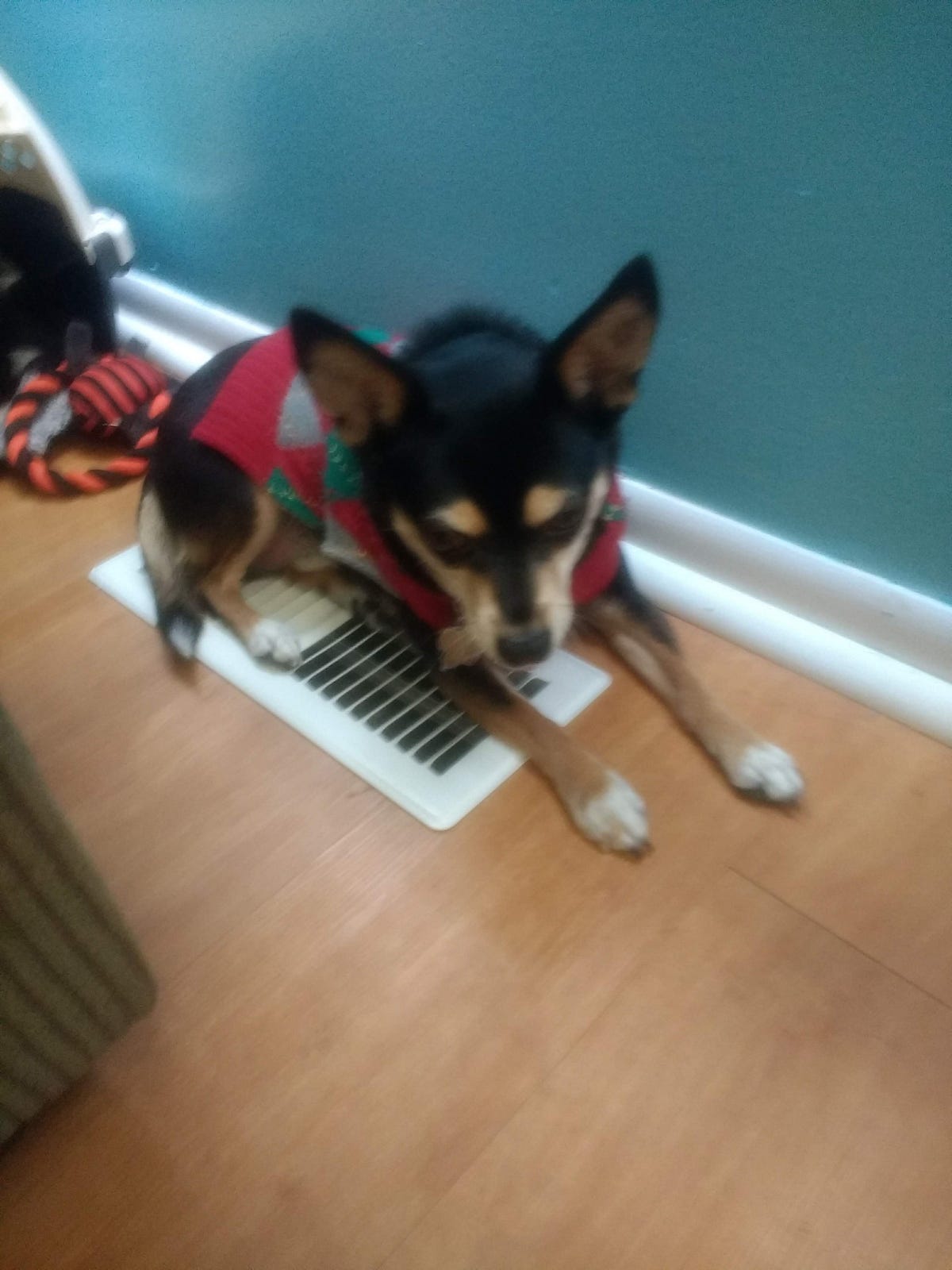 “What Was That?”. Dog, or Mister Dog as he liked to be… | by Sunshine ...