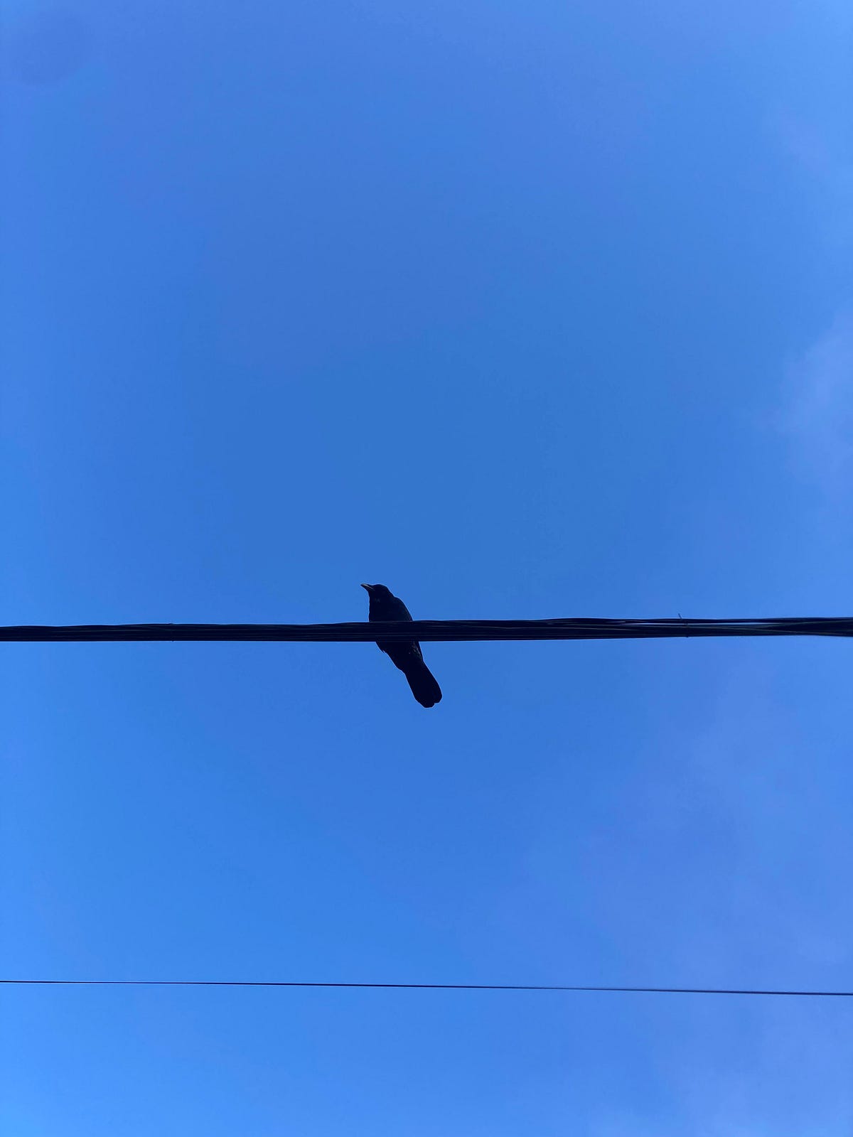 Миний зүрх хэрвээ мод байсан бол Чи үнэхээр өвөл шиг байхыг сонгосон