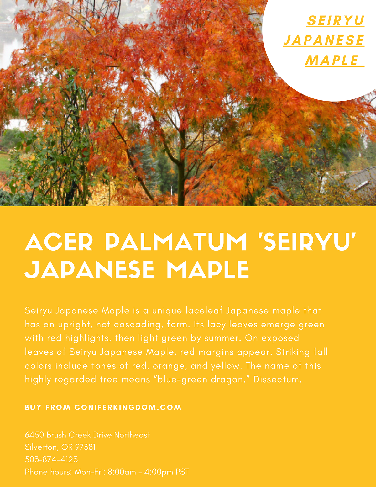 A Comprehensive Guide to Seiryu Japanese Maple Trees | by Conifer ...