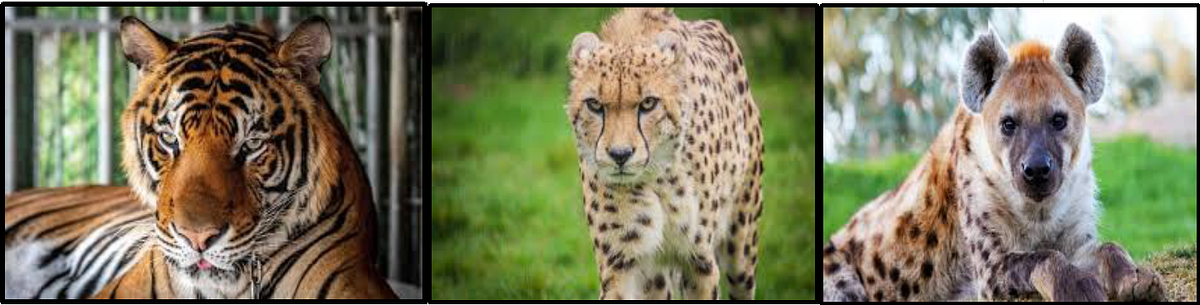 Animal Classification using PyTorch and Convolutional Neural Networks ...