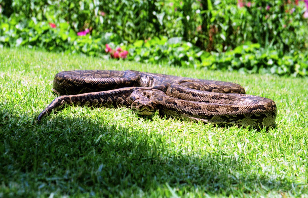 Consuming APIs With Python In This Text I Will Write A Script By 